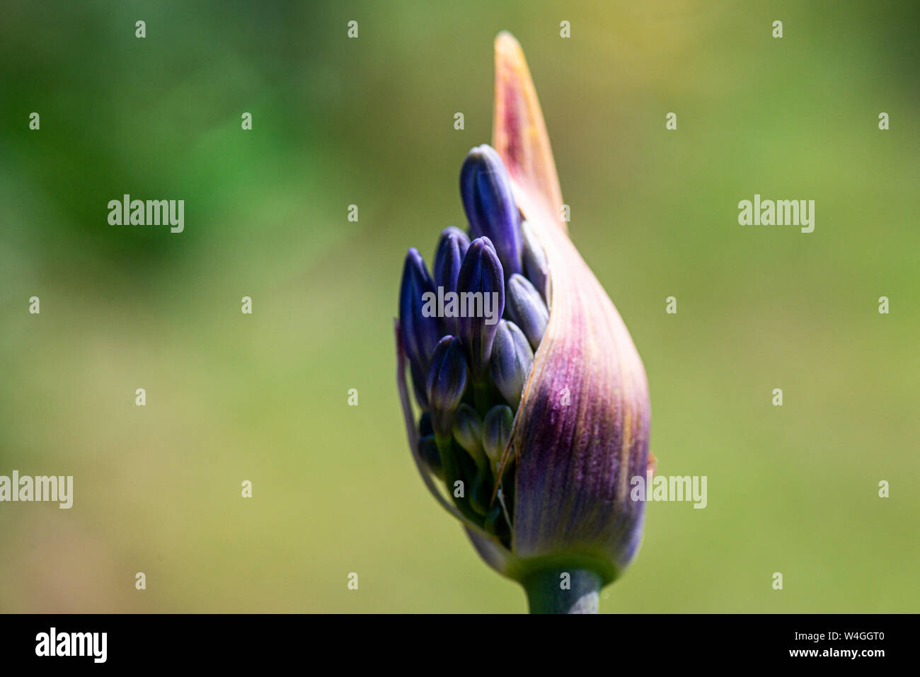 Emerging agapanthus buds Stock Photo - Alamy