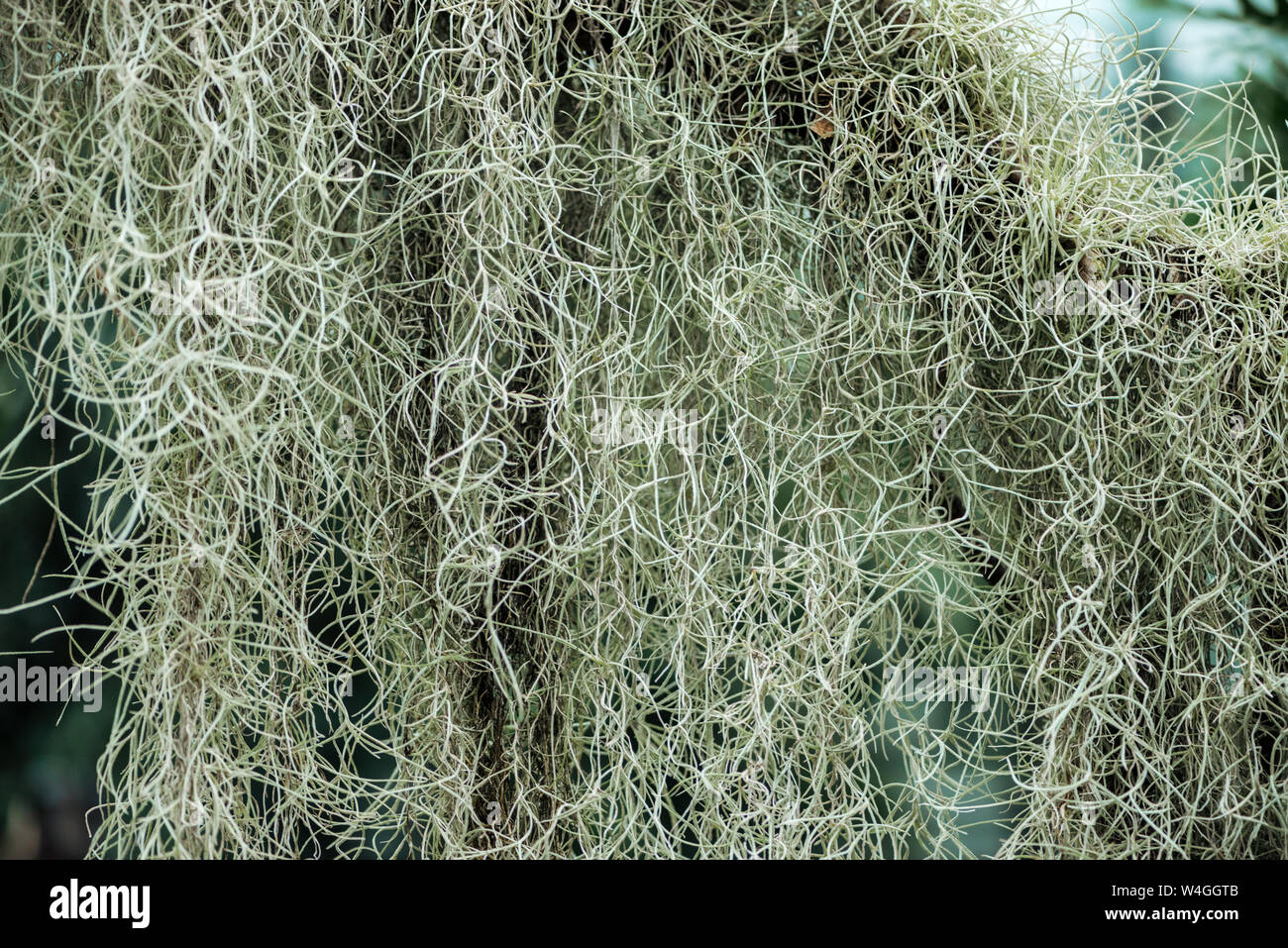 white curved roots of plant in botanical garden in daylight Stock Photo ...