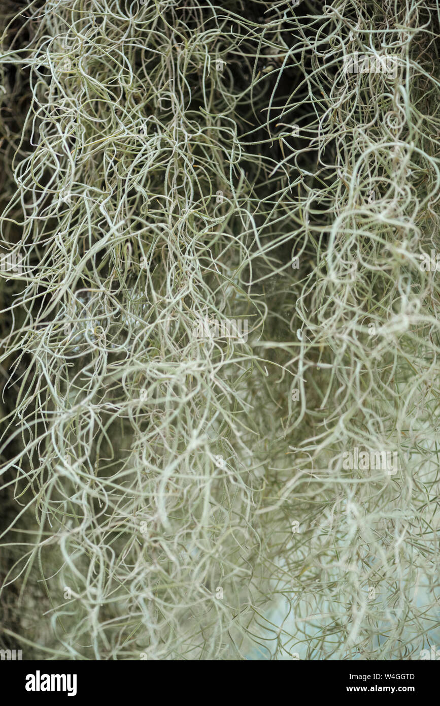 white curved roots of plant in botanical garden Stock Photo - Alamy