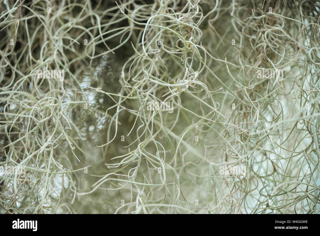 selective focus of white curved roots of plant in botanical garden ...