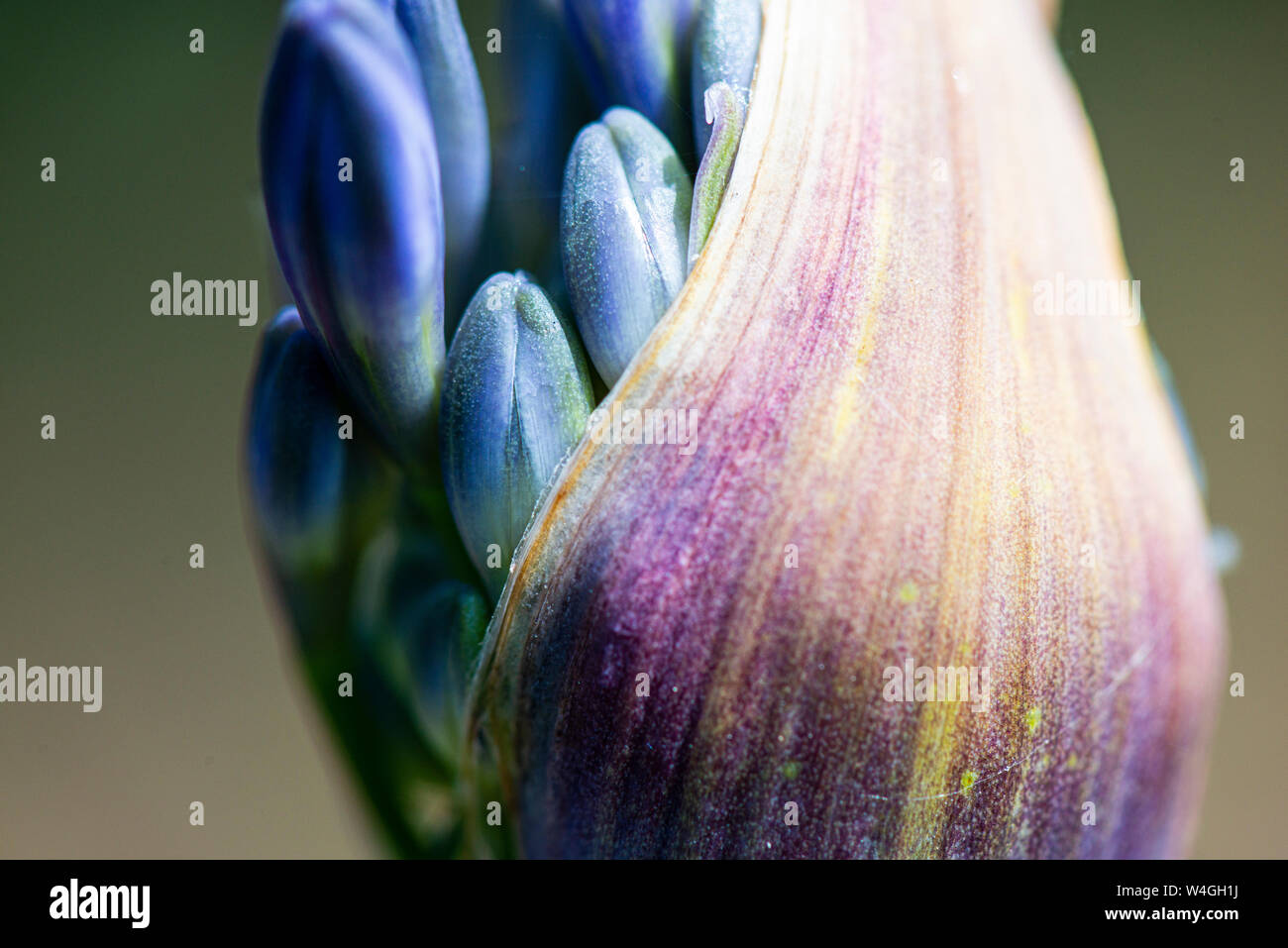 Emerging agapanthus buds Stock Photo - Alamy