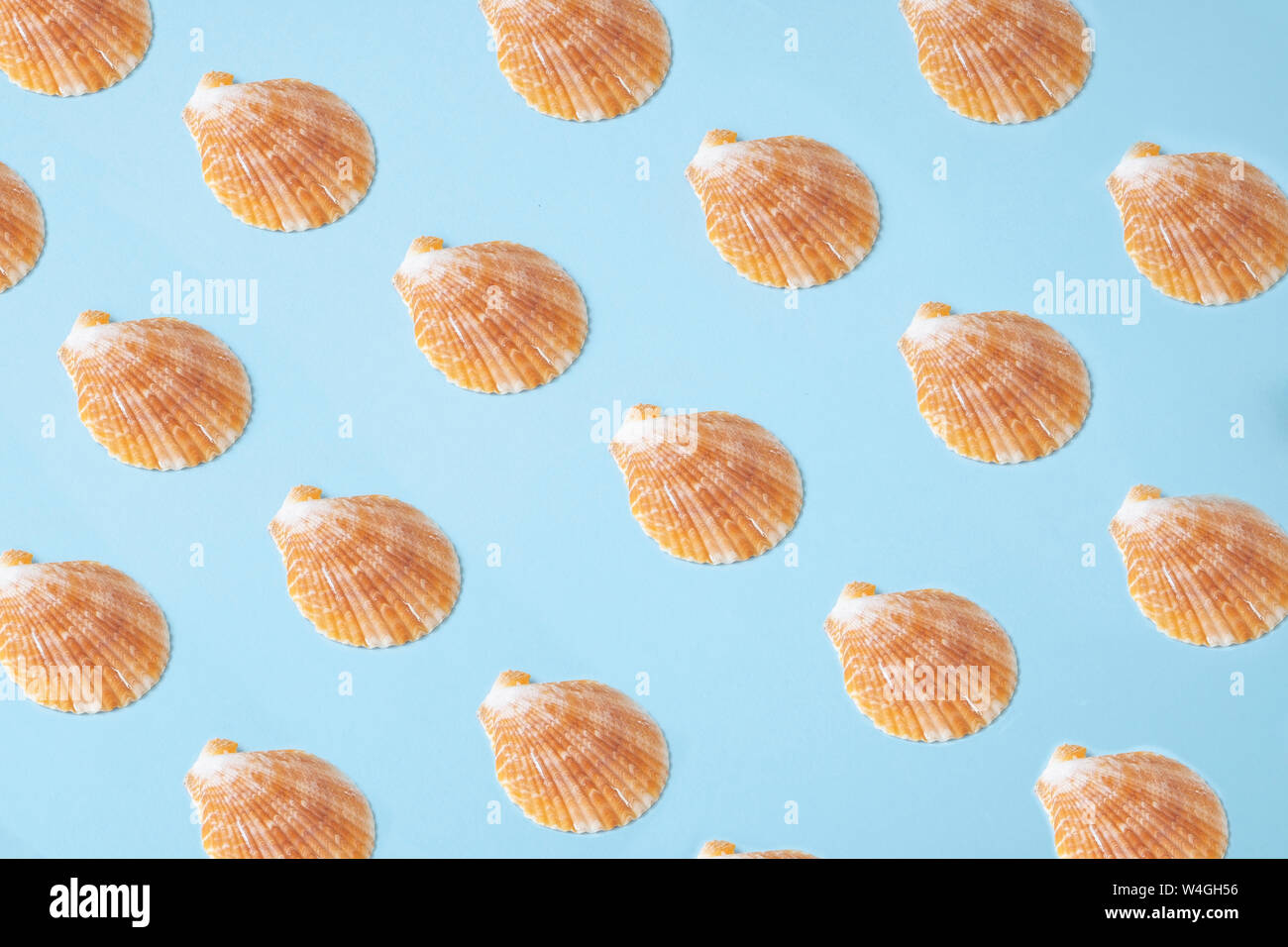 Row of sea shells on blue background Stock Photo - Alamy