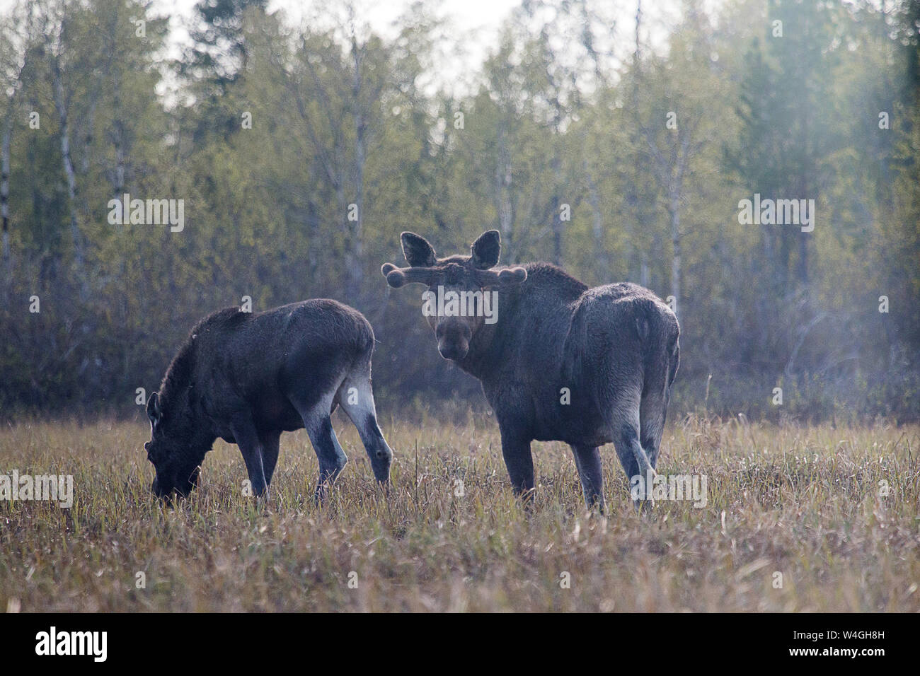 In spring moose eat young grass on floodplain meadows. Female ...