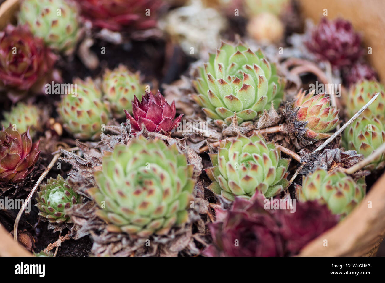 Colorful succulents hi-res stock photography and images - Alamy