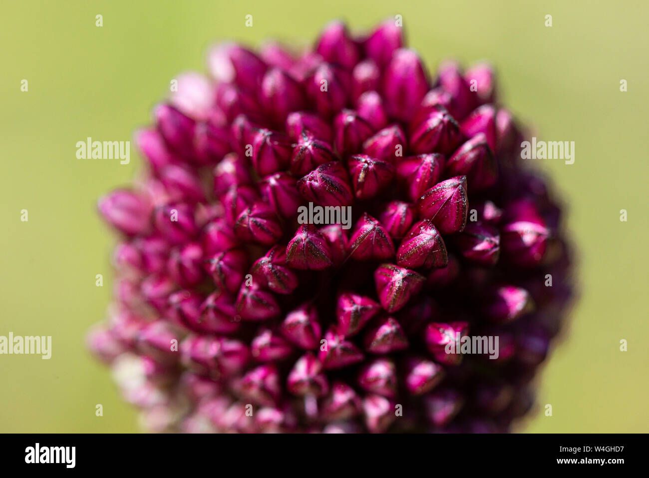 The flower head of a round-headed garlic (Allium sphaerocephalon Stock ...