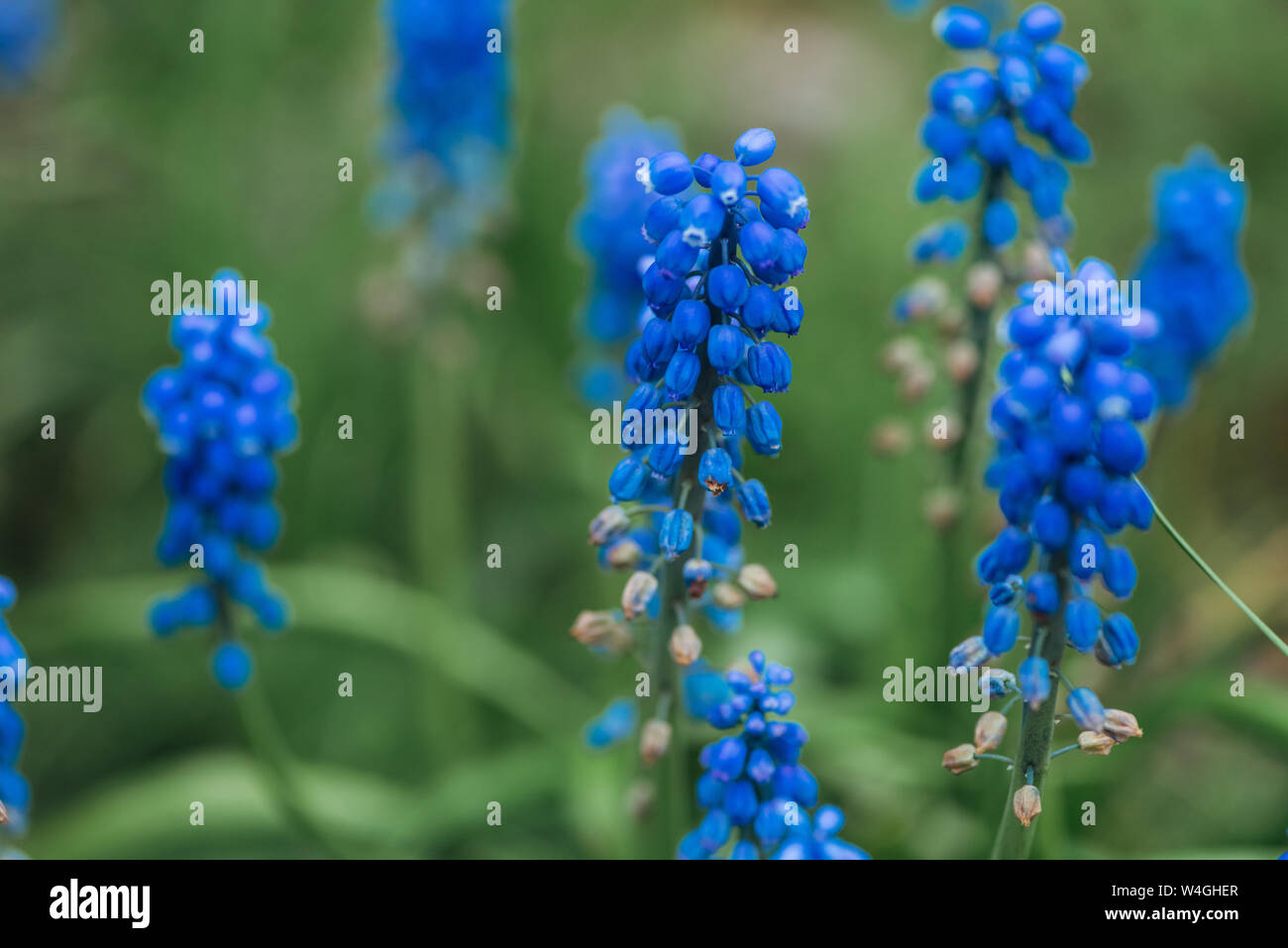 Blue flowers and green leaves hi-res stock photography and images - Alamy
