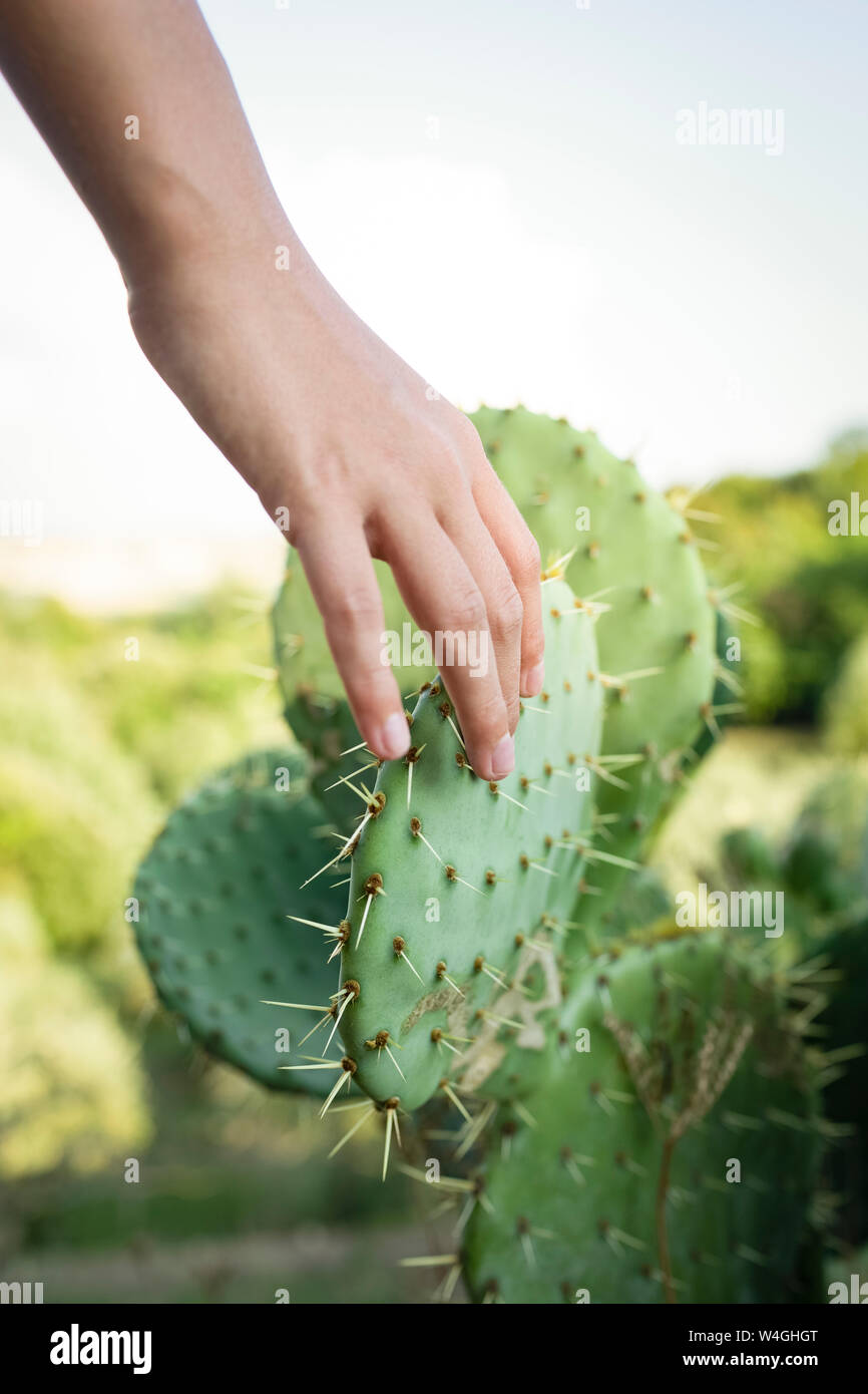 Hand touching cactus hi-res stock photography and images - Alamy