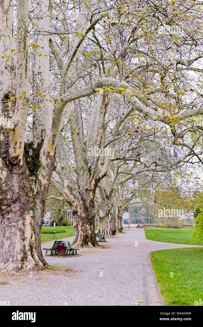 Square with trees in the park. Beautiful nature in the botanical garden ...
