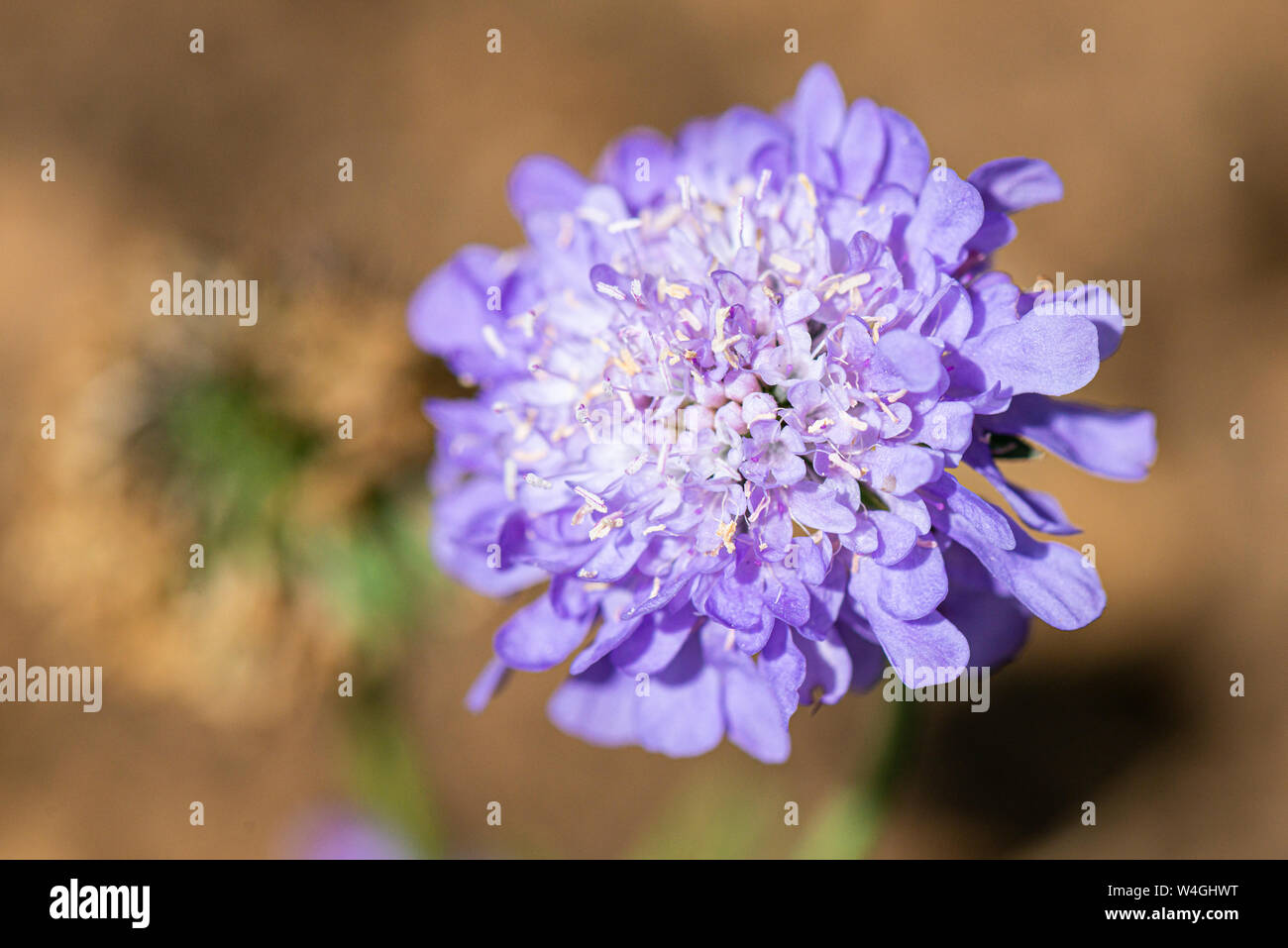 The flower of a Caucasian scabious 'Clive Greaves' (Scabiosa caucasica ...