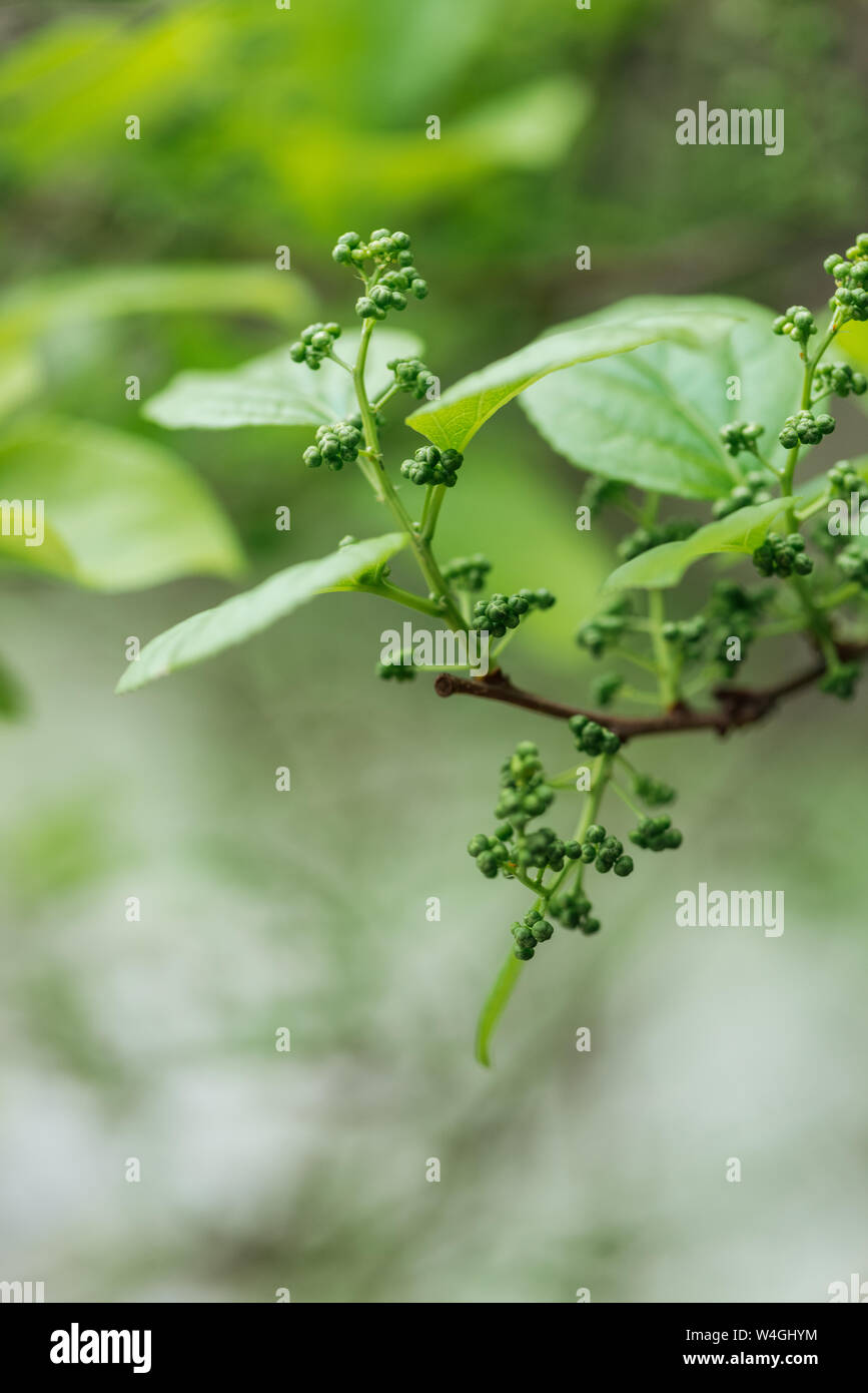 close up view of green spring foliage on tree branch Stock Photo - Alamy