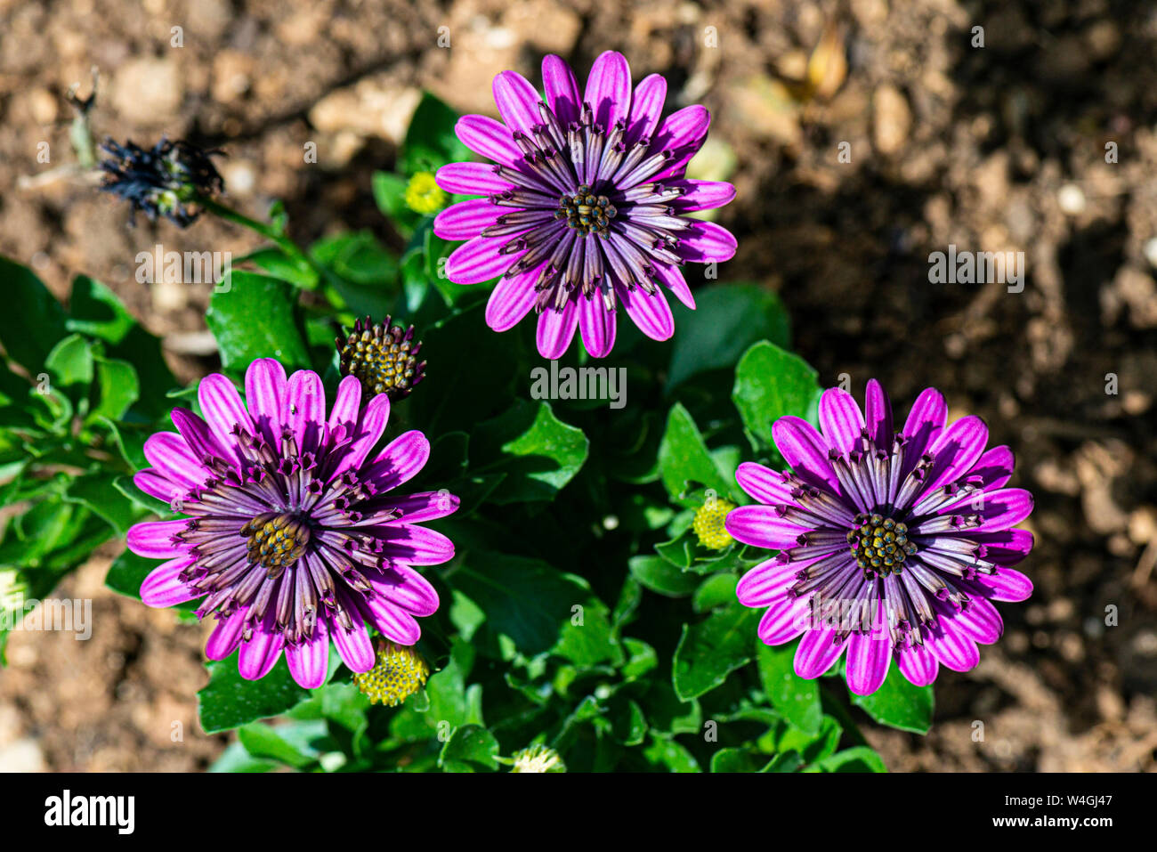 The flowers of a Osteospermum Erato ‘Double Purple’ Stock Photo - Alamy