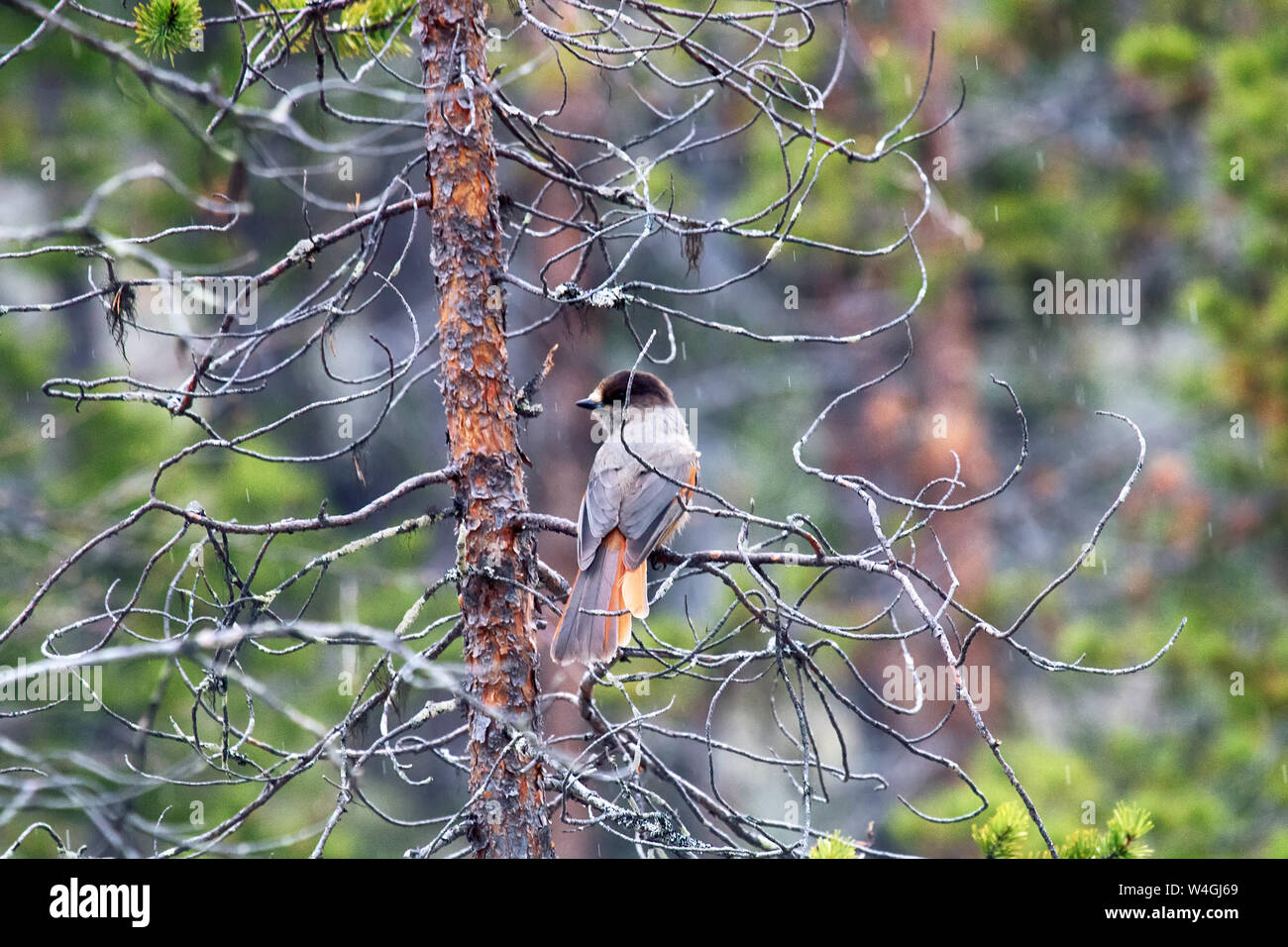 Birds of Scandinavian taiga. Siberian Jay (Perisoreus infaustus) in the ...