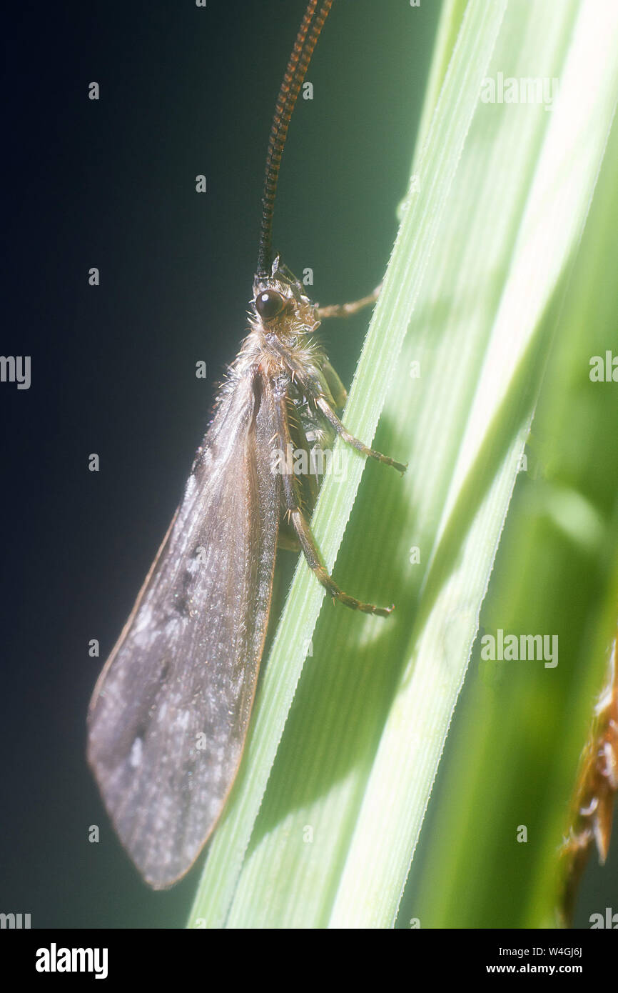 Caddis fly trichoptera hi-res stock photography and images - Alamy