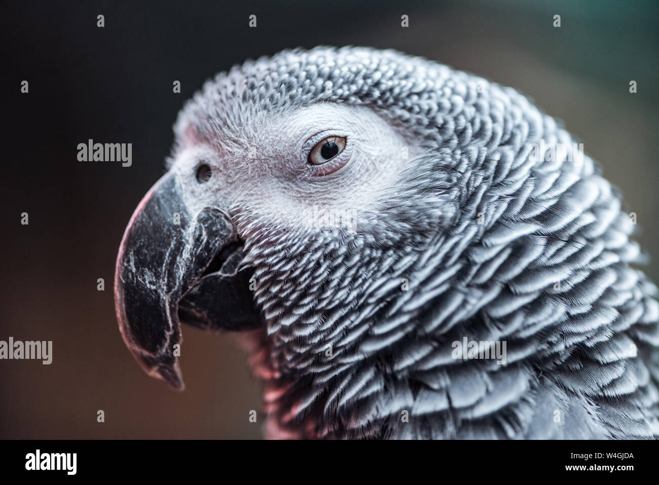 Parrot looking at camera hi-res stock photography and images - Alamy