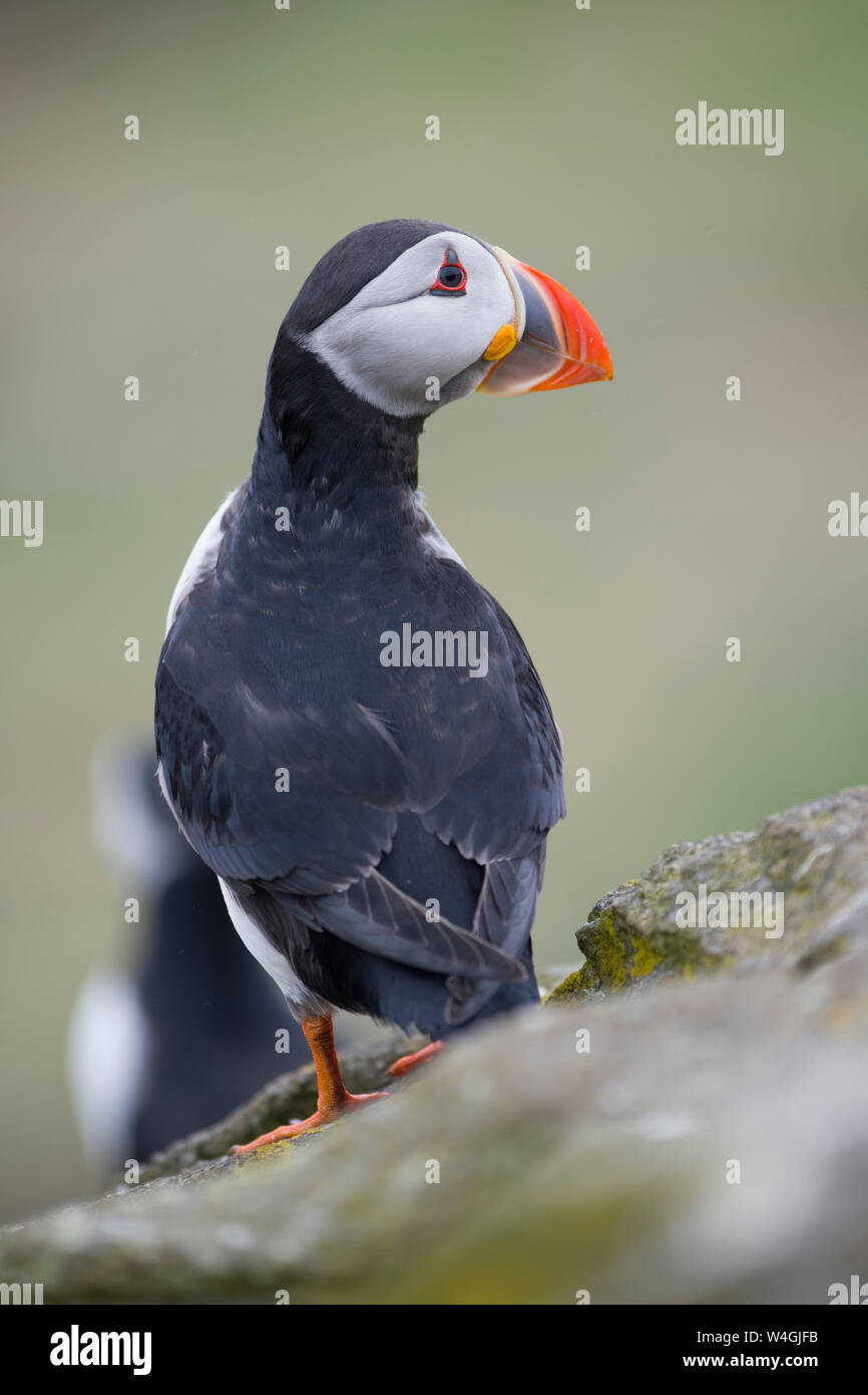 Puffin colour hi-res stock photography and images - Alamy