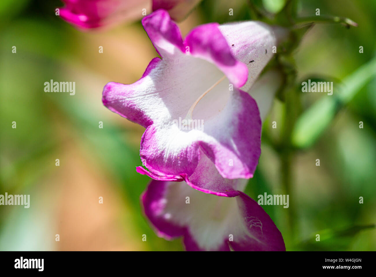 The flower of a Penstemon 'Pensham Laura' Stock Photo - Alamy