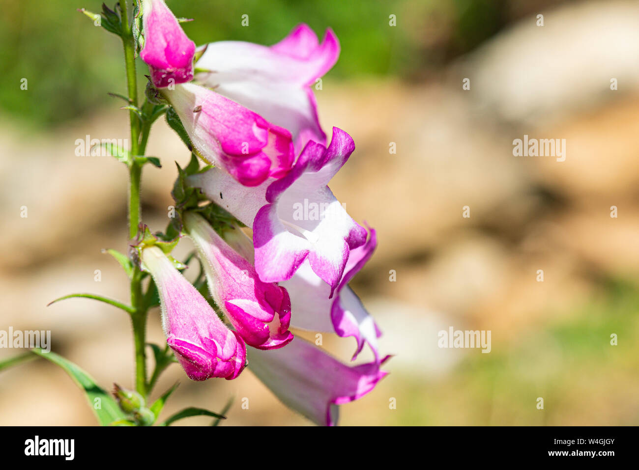 The flowers of a Penstemon 'Pensham Laura' Stock Photo - Alamy