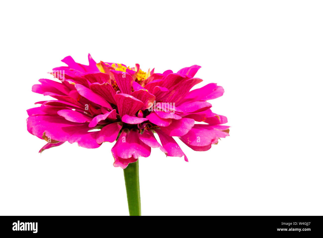 Abstract pink flower Cut Out Stock Images & Pictures - Alamy