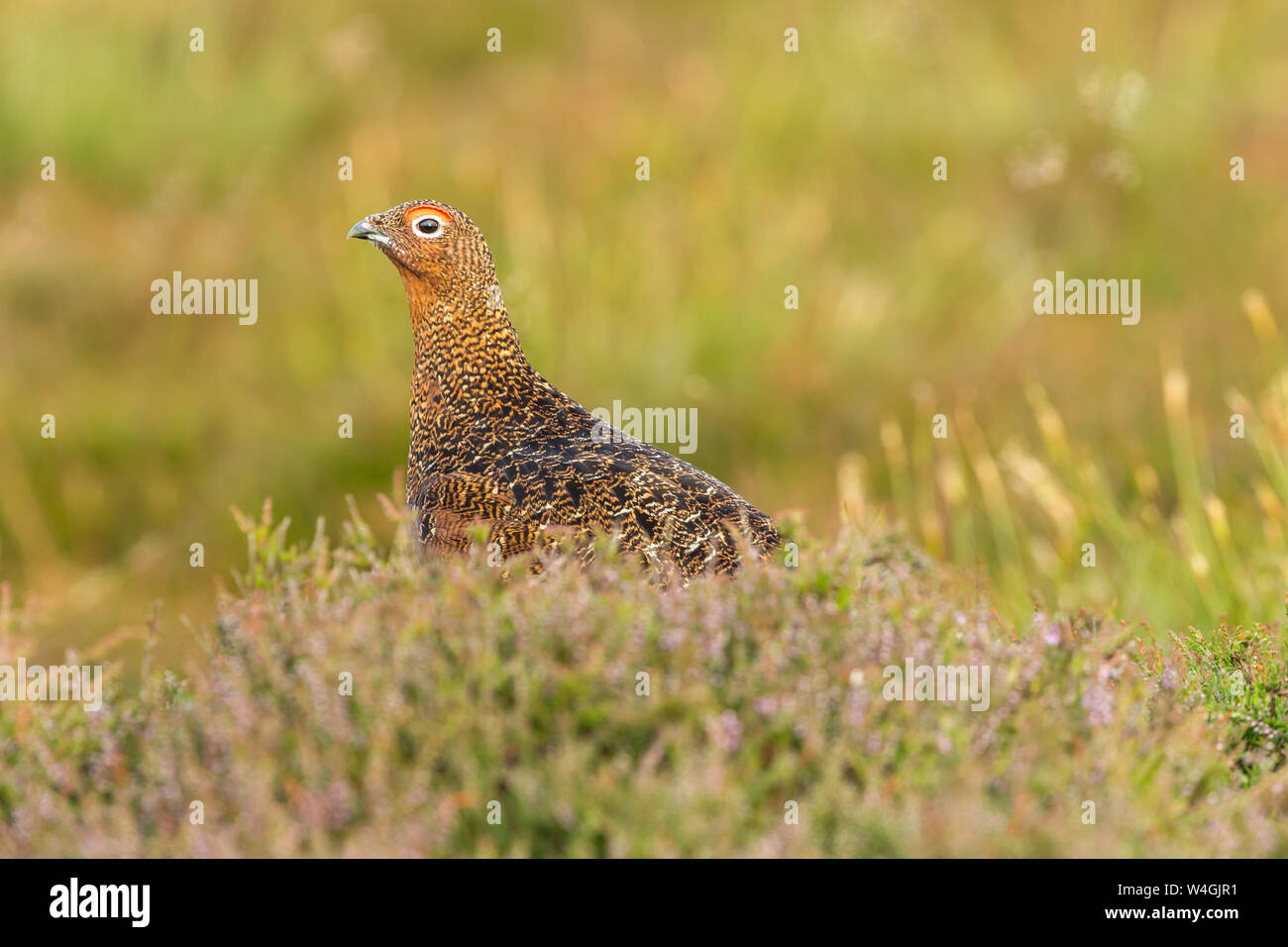 Red Grouse male (Scientific name: Lagopus lagopus scotica) with bright ...