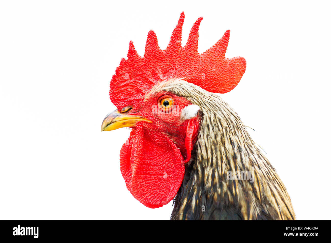 rooster with red comb isolated on white background Stock Photo - Alamy
