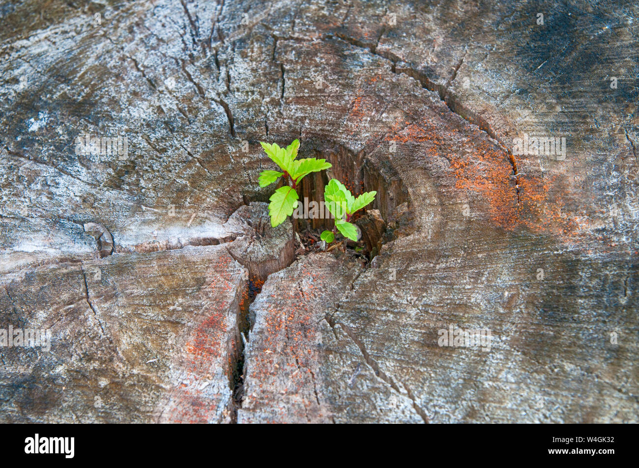 Three shoots hi-res stock photography and images - Alamy
