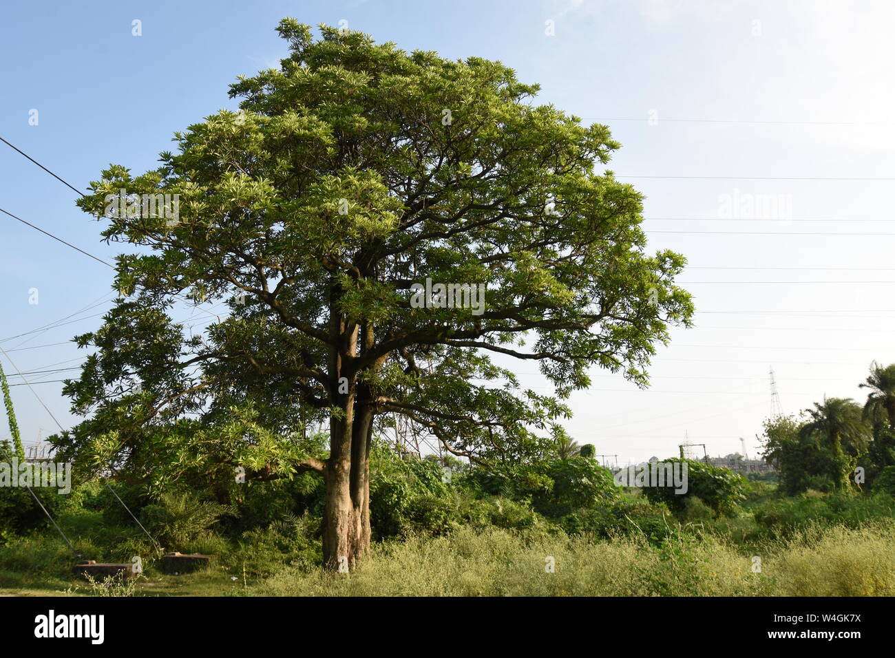 Alstonia scholaris or Devil's tree. Howrah, India Stock Photo - Alamy
