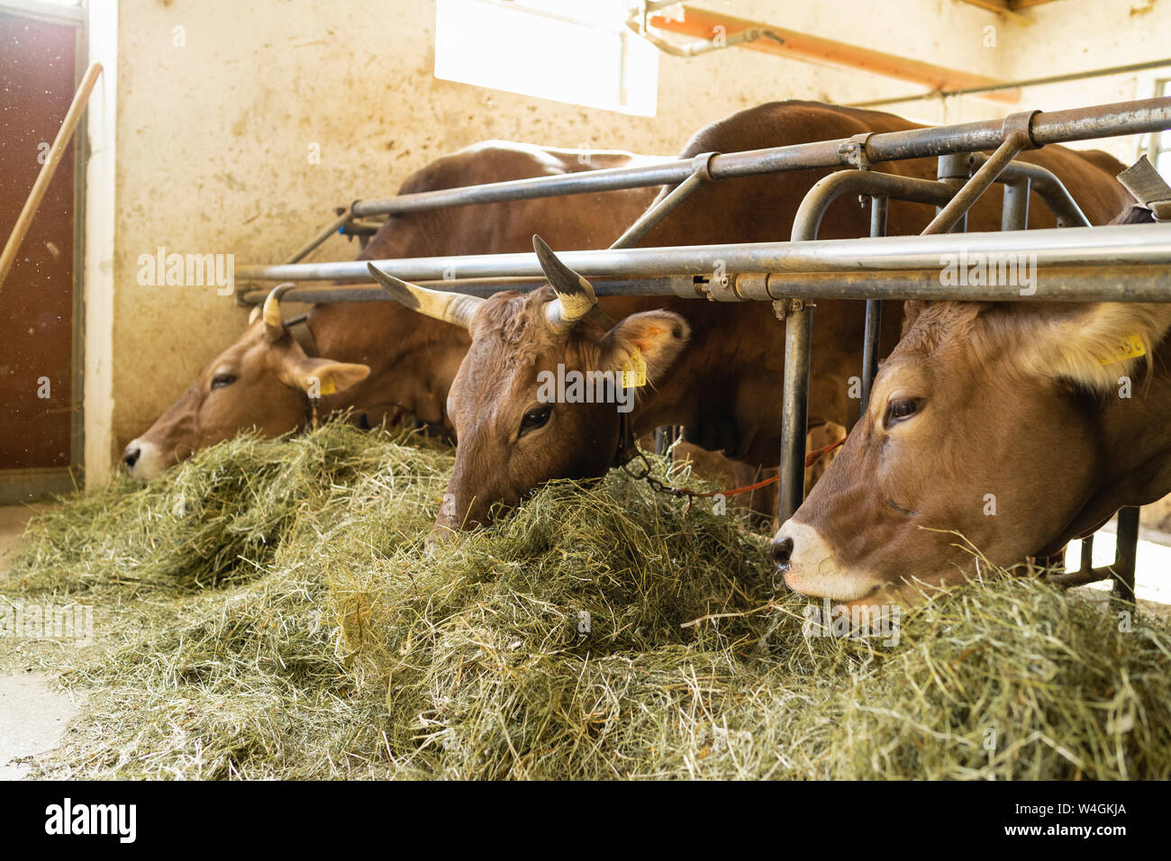 Cows eating hay in stable Stock Photo - Alamy