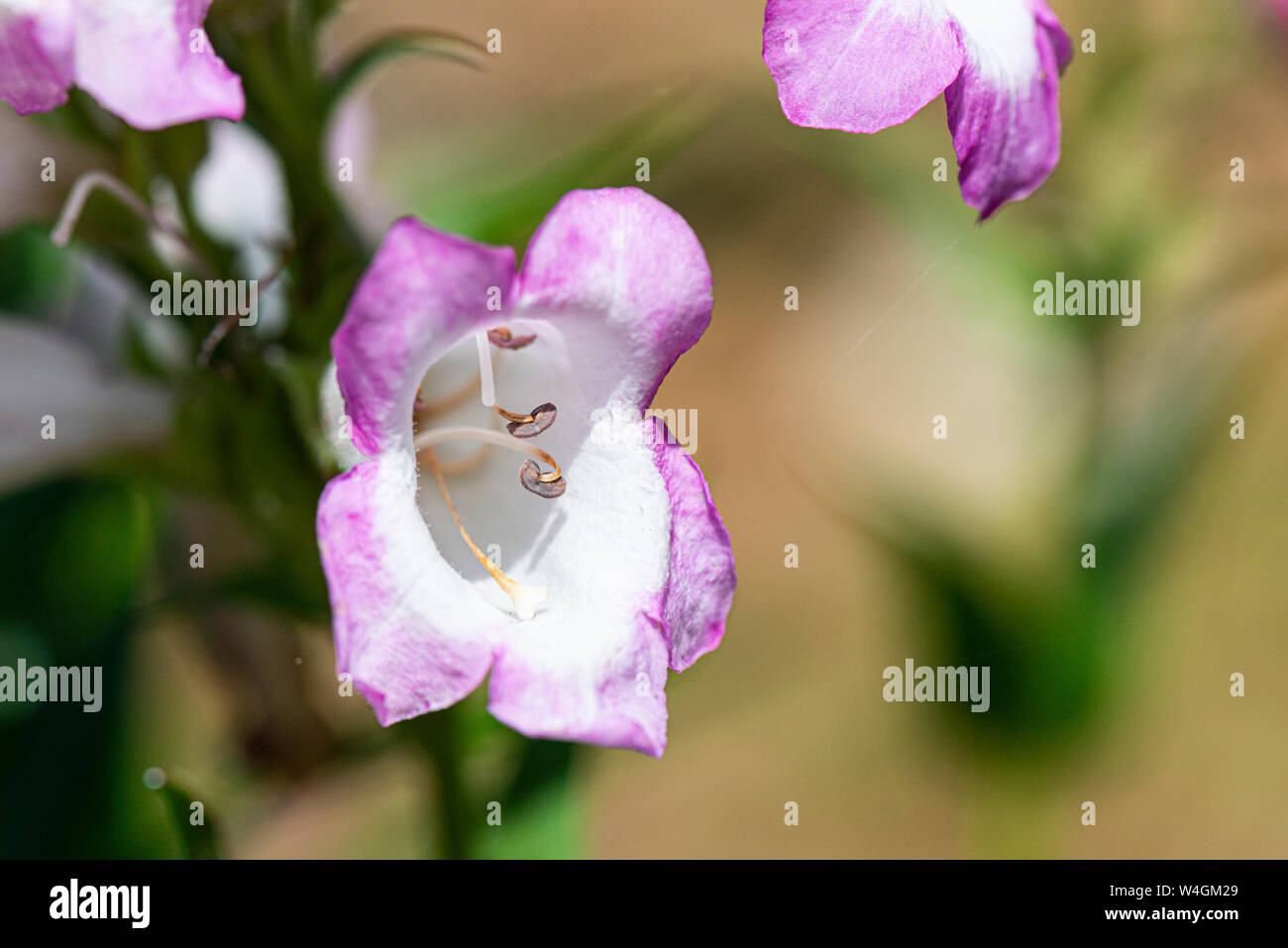 The flower of a Penstemon 'Pensham Laura' Stock Photo - Alamy