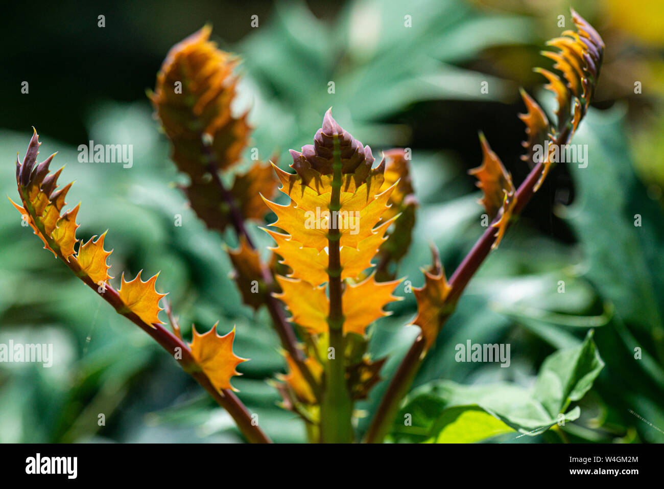 The spine-toothed leaves of a Mahonia Stock Photo - Alamy