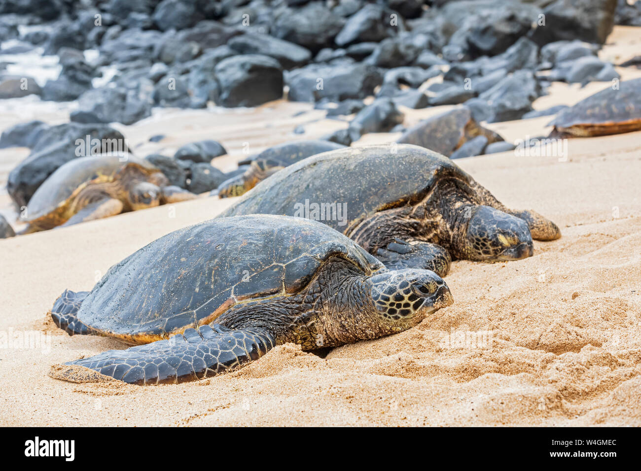 Two Green Sea Turtles on the beach, Ho'okipa Beach Park, Hawaii, USA ...