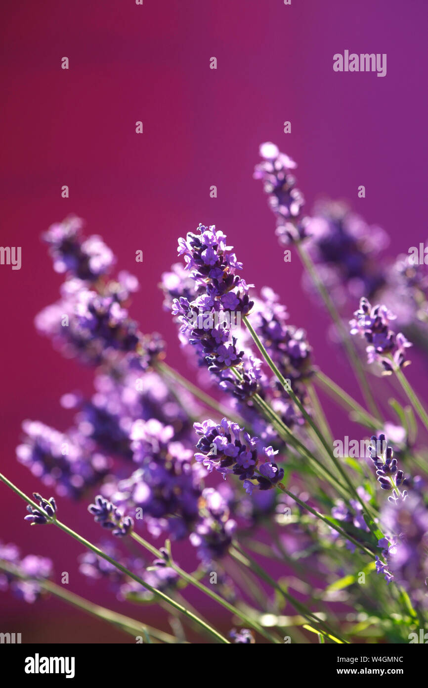 Lavender stalk hi-res stock photography and images - Alamy