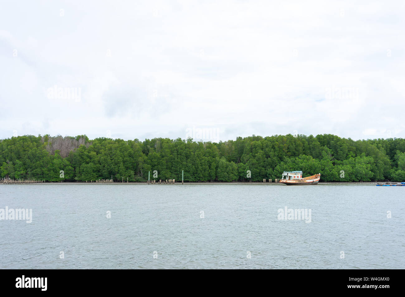 mangrove forest (Ceriops decandra) Also known as the Golden Meadow ...