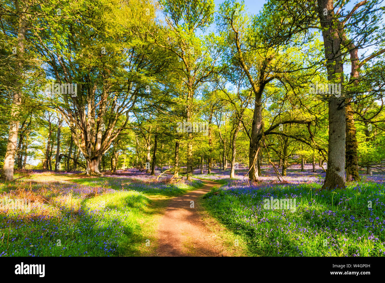 Empty forest hi-res stock photography and images - Alamy