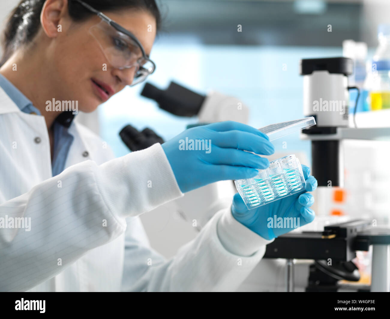 Biotech Research, Scientist viewing samples in multi well plate ready ...