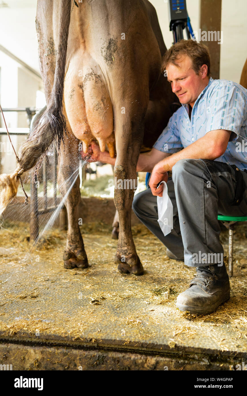 Farmer milking cow hi-res stock photography and images - Alamy