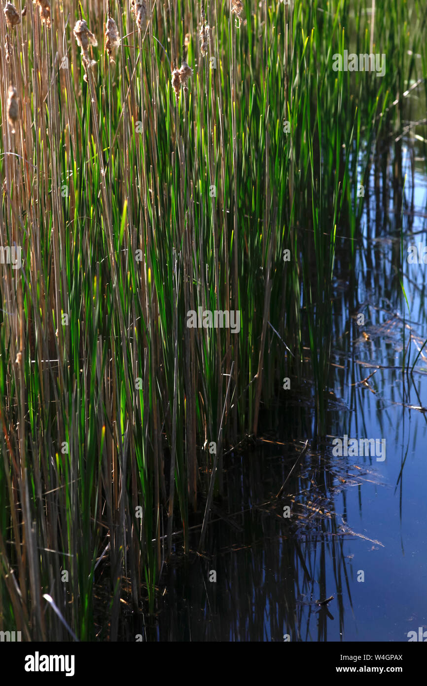 Reed at lakeshore hi-res stock photography and images - Alamy