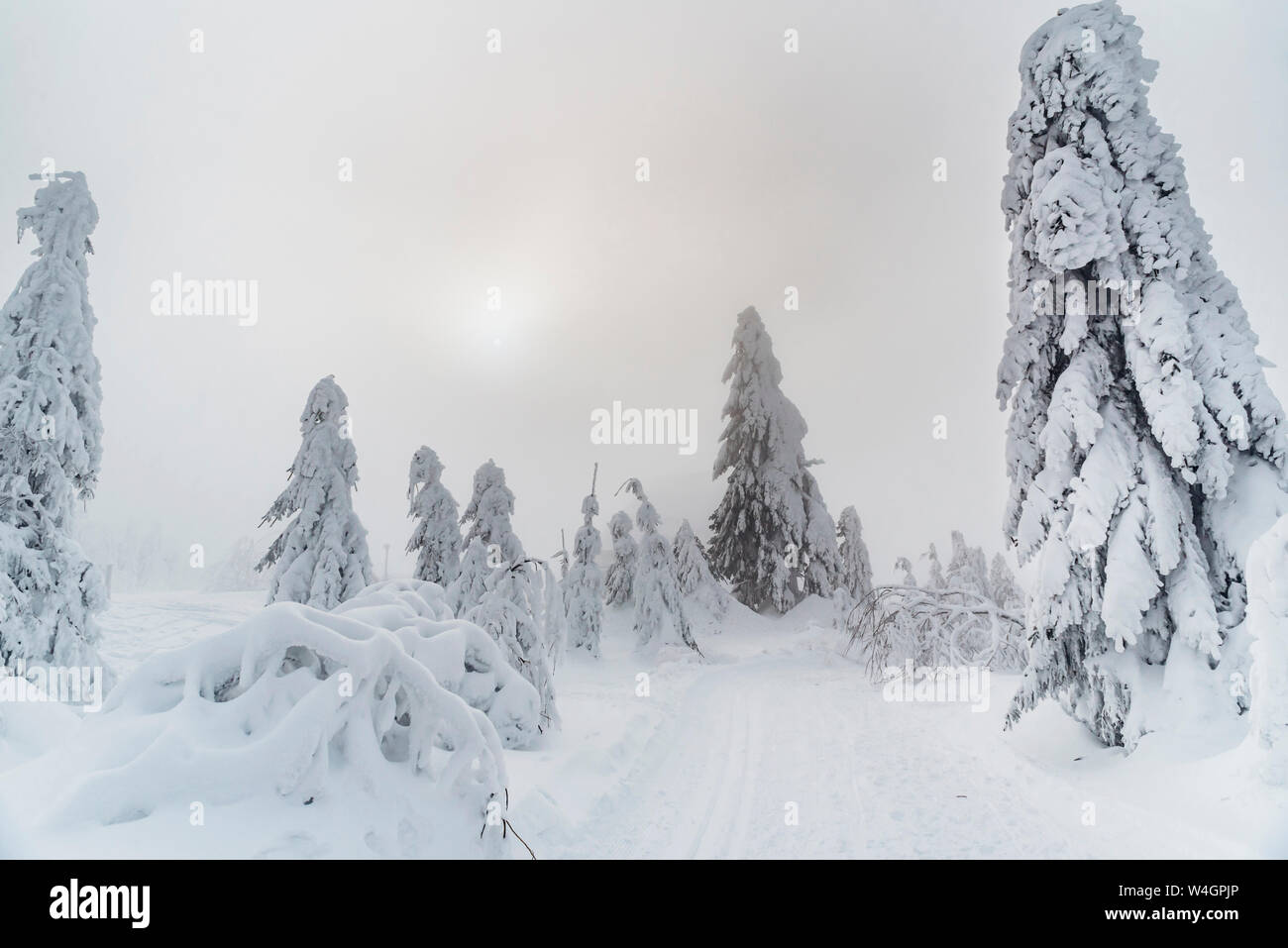 Fir trees mountains hi-res stock photography and images - Alamy