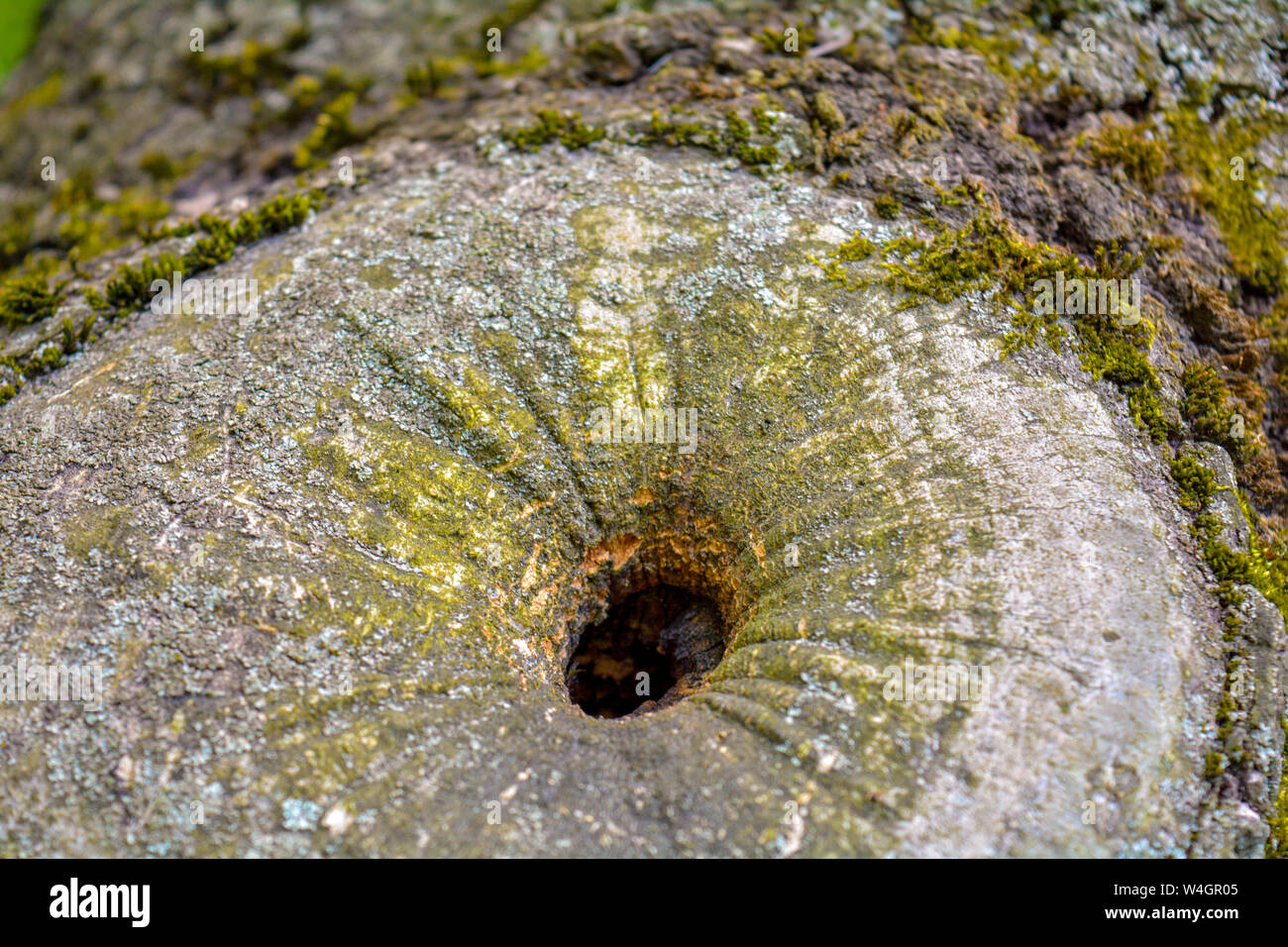 Round hole with a growth on a tree trunk from a broken tree branch ...