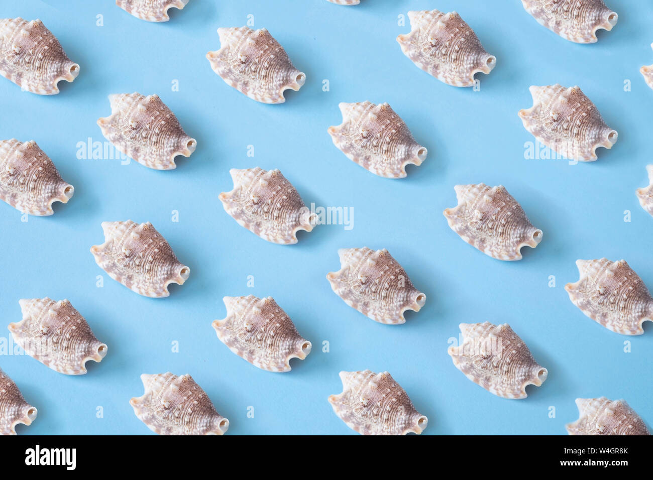 Row of sea shells on blue background Stock Photo - Alamy