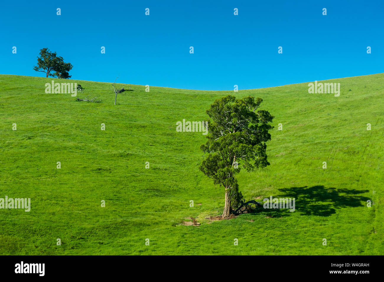 Victoria park trees hi-res stock photography and images - Alamy