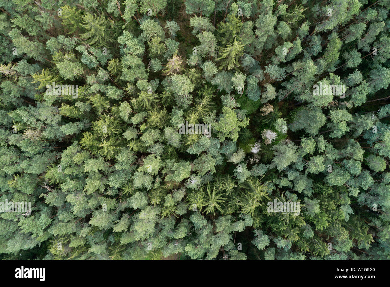 Aerial view of forest with pine trees from above in early springtime ...