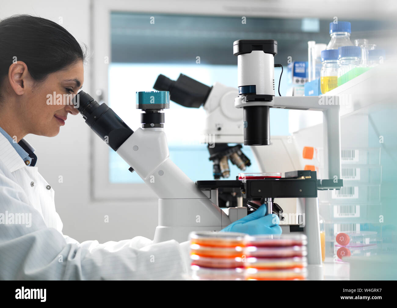 Scientist examining cultures growing in petri dishes using a inverted ...