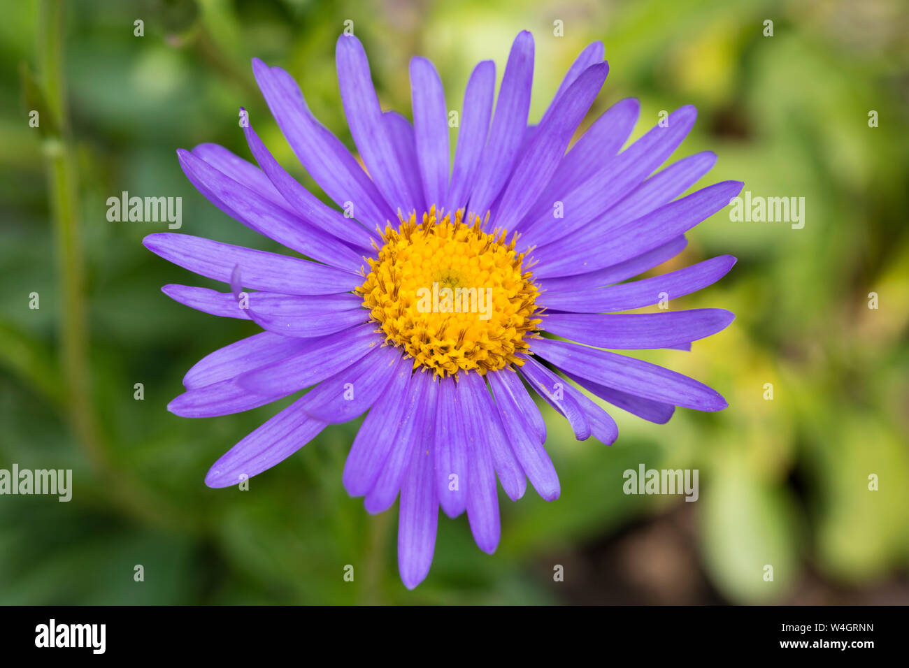 Alpine aster, close-up Stock Photo - Alamy