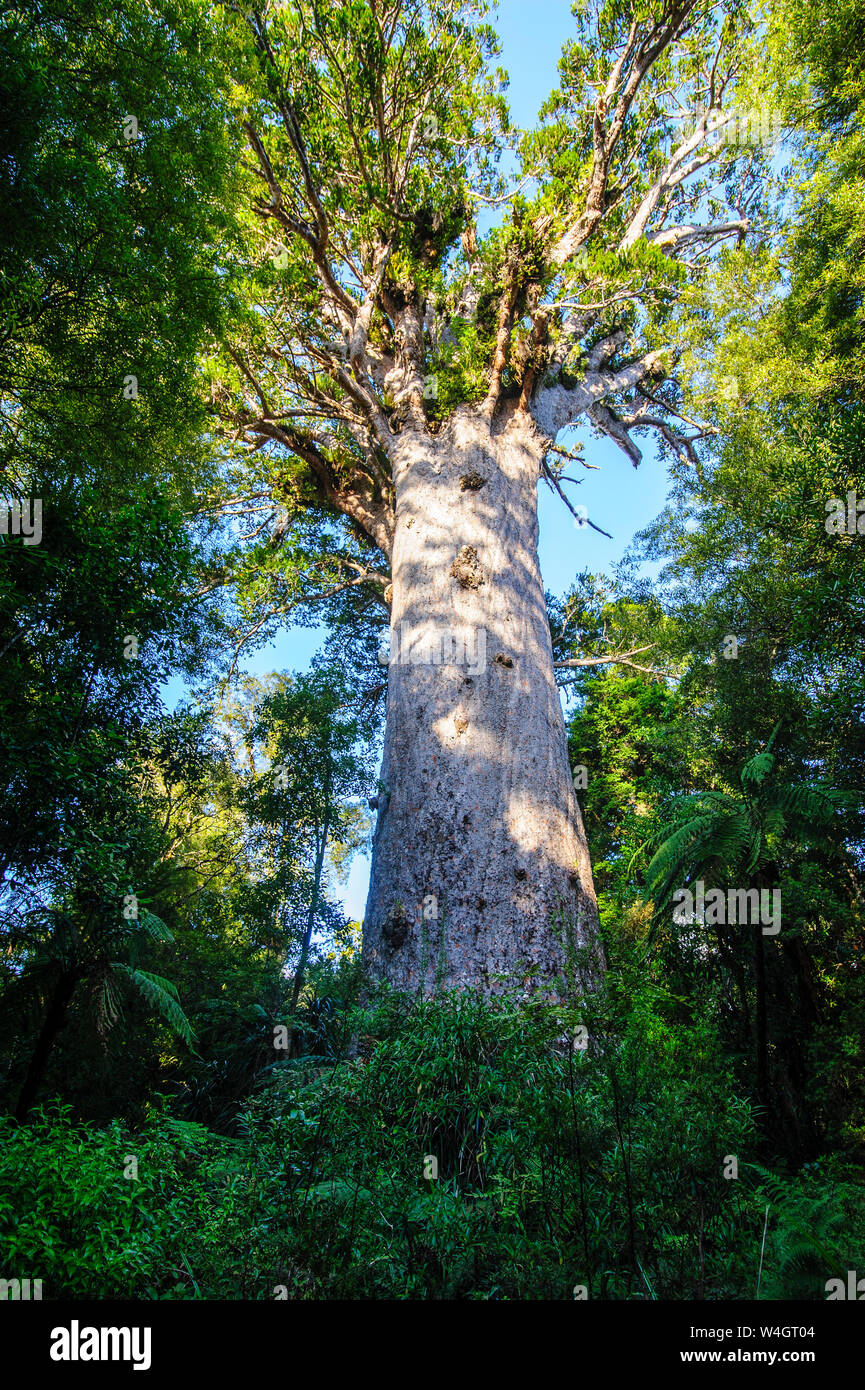 Te tree hi-res stock photography and images - Alamy