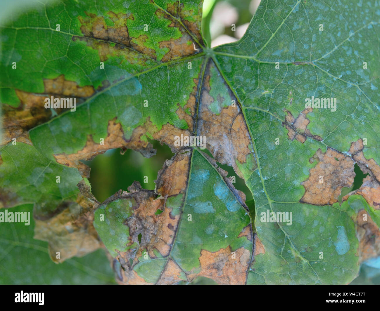 Grape diseases hi-res stock photography and images - Alamy
