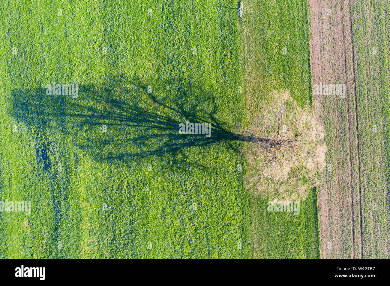 Aerial view of oak tree on meadow, shadow Stock Photo - Alamy