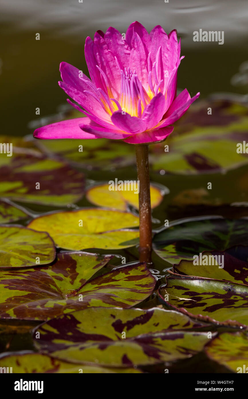 Pink Water lily Stock Photo - Alamy