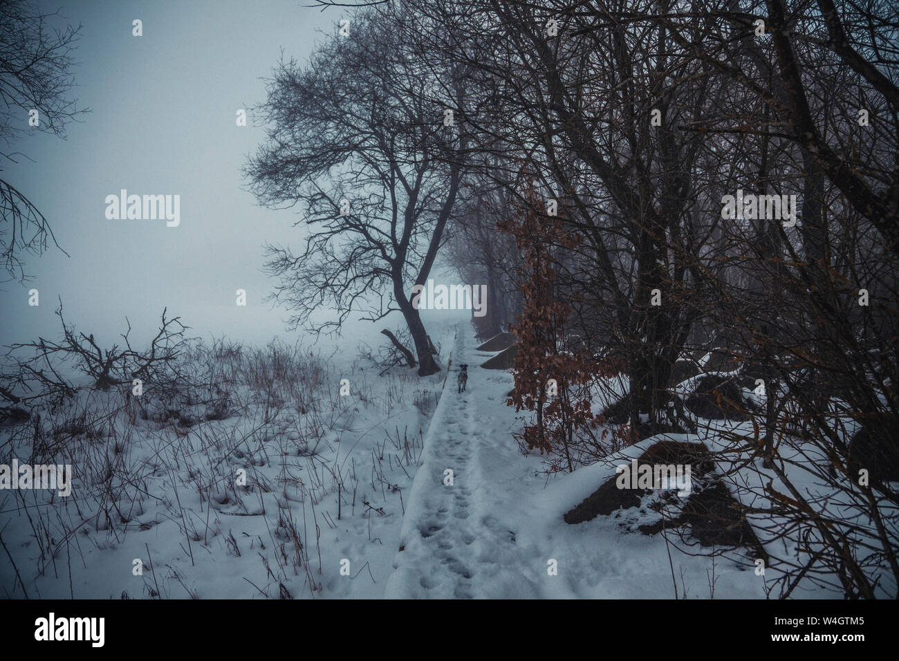 Tank barriers of World War Two in winter, Siegfried Line, Eifel, Gemany ...