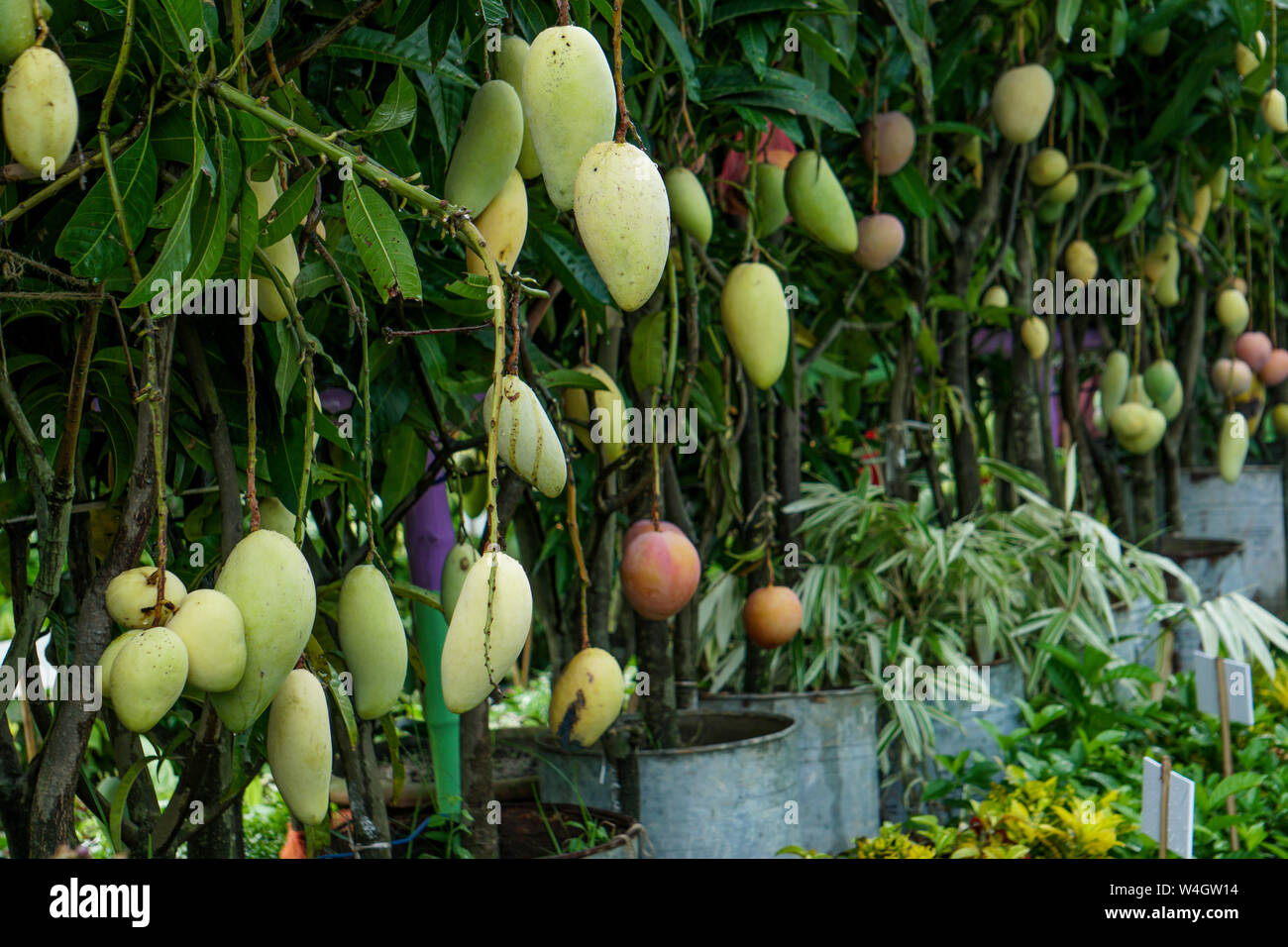 Fresh mango on tree in the orchard. Fresh Mango Nursery Bangladeshi ...