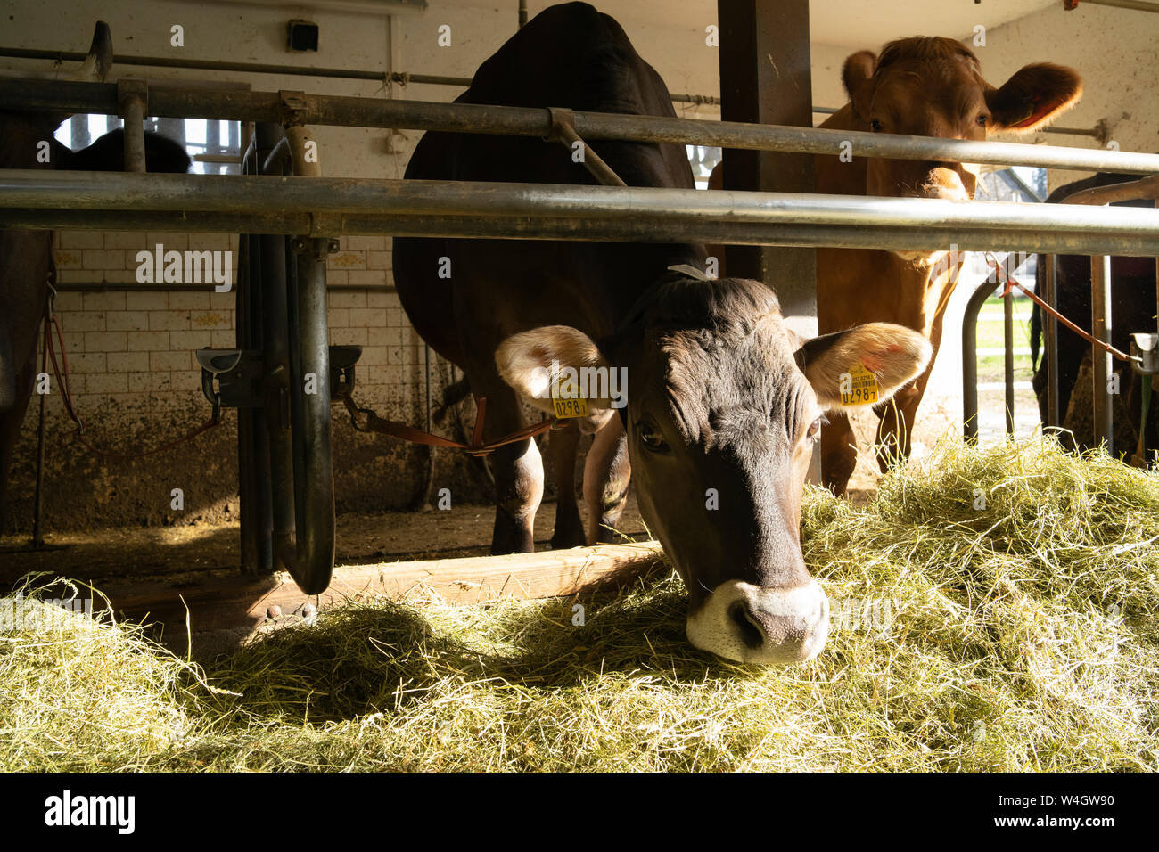 Stable cows two cows hi-res stock photography and images - Alamy